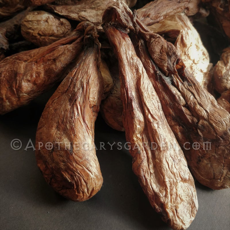 These are the dried and aged scent glands of Castor Canadensis, the ...