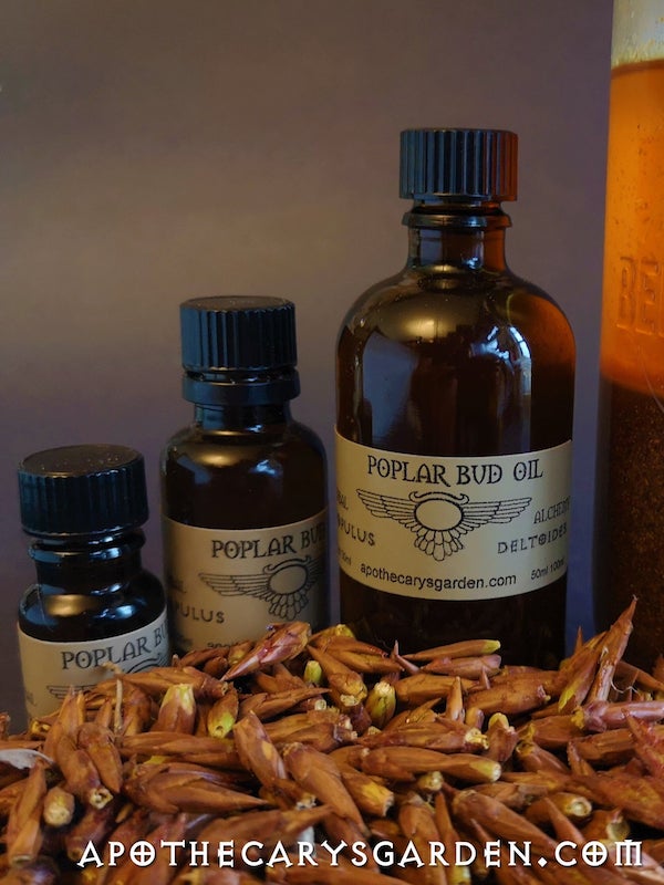 Poplar Bud Oil-Balm of Gilead - Apothecary's Garden